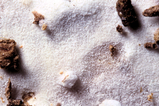 Trechispora microspora