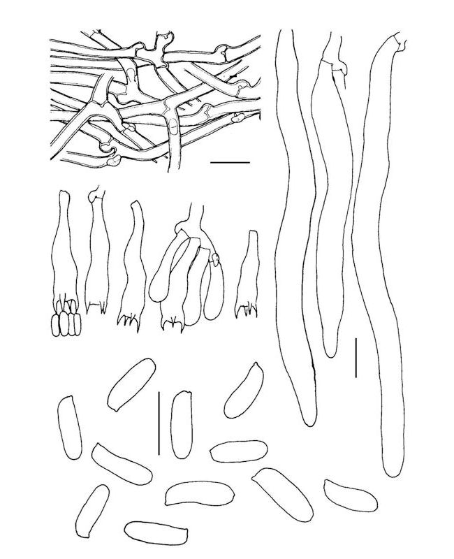 Hyphoderma transiens