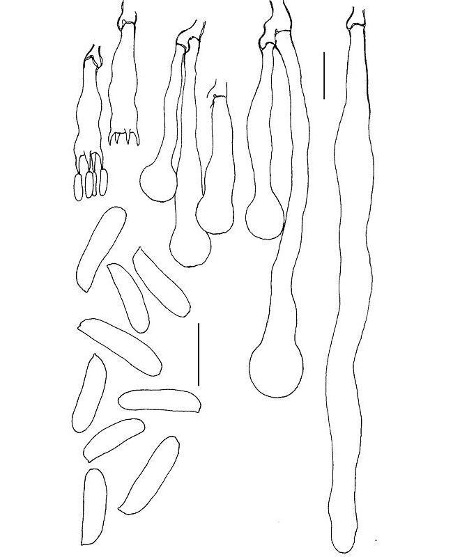Hyphoderma transiens