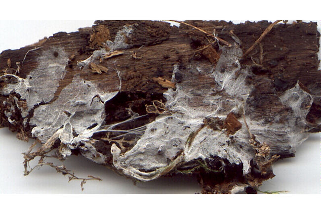 Trechispora microspora