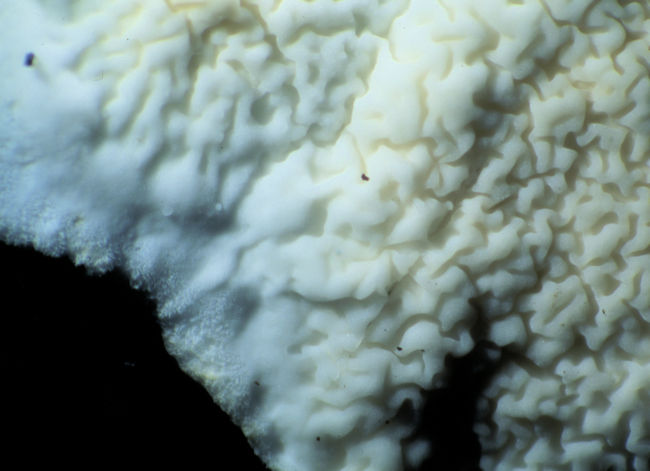 Byssomerulius corium