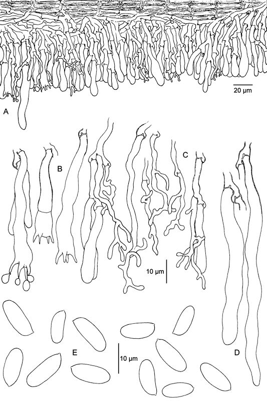 Hyphoderma roseocremeum