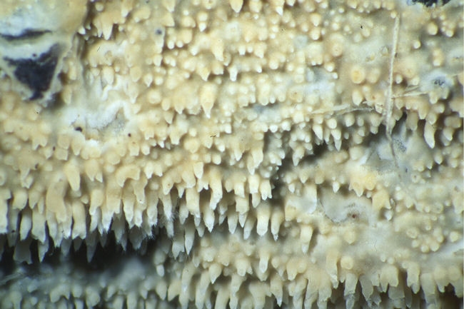 Hyphoderma transiens