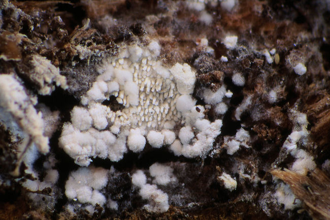 Trechispora stevensonii