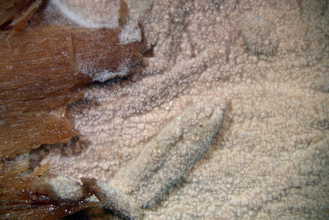 Hyphoderma setigerum