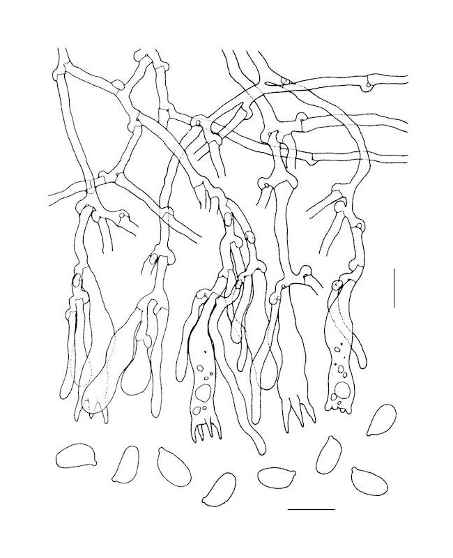 Hyphoderma sibiricum