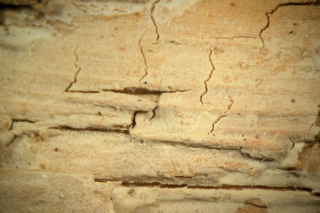 Hyphoderma sibiricum