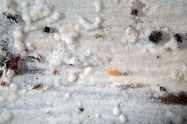 Hyphoderma roseocremeum