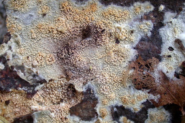 Hyphoderma transiens