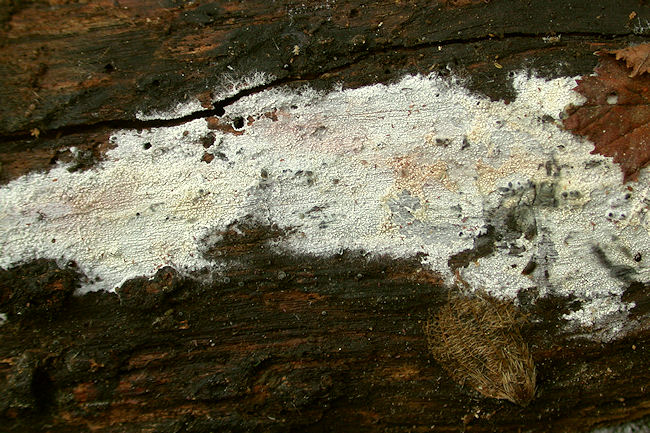 Hyphoderma transiens