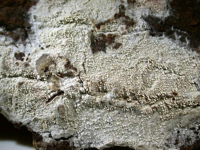 Hyphoderma transiens