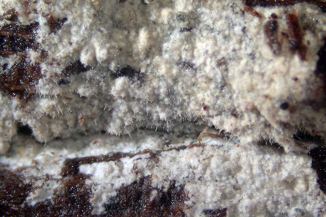 Hyphoderma setigerum