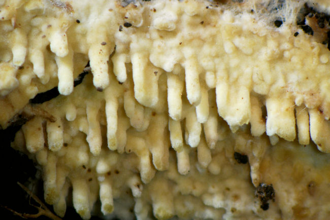 Cristinia eichleri
