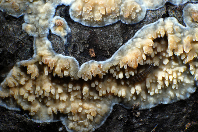 Radulomyces molaris