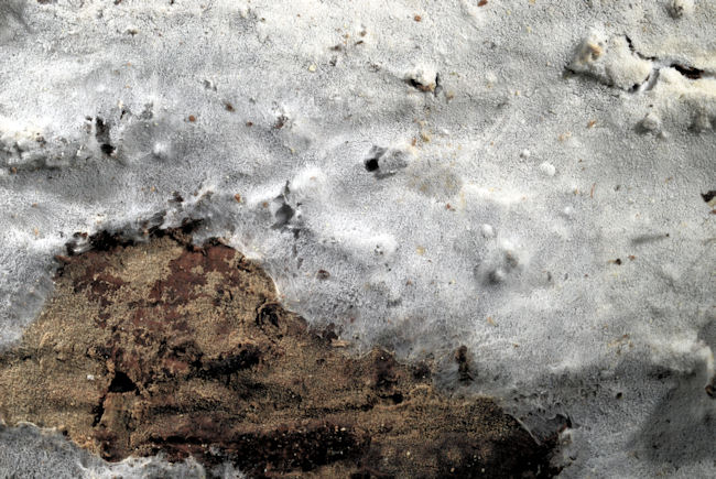 Trechispora microspora