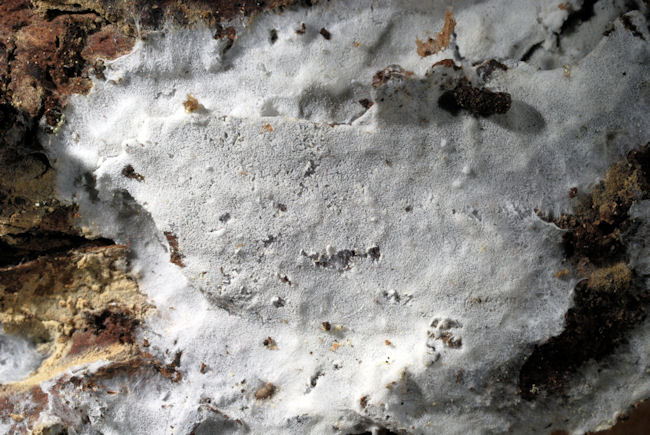 Trechispora microspora