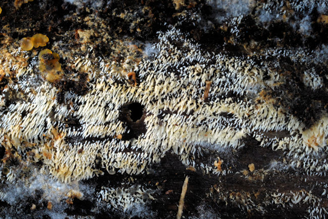 Mucronella calva
