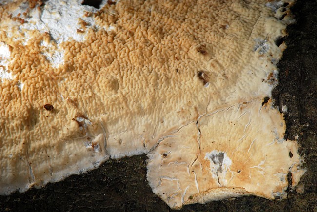 Byssomerulius corium