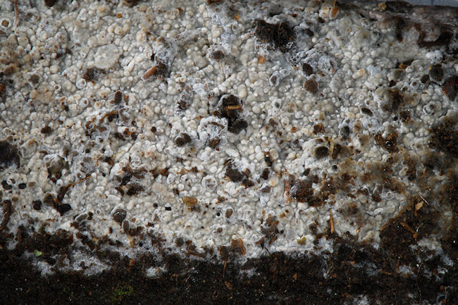 Hyphoderma roseocremeum