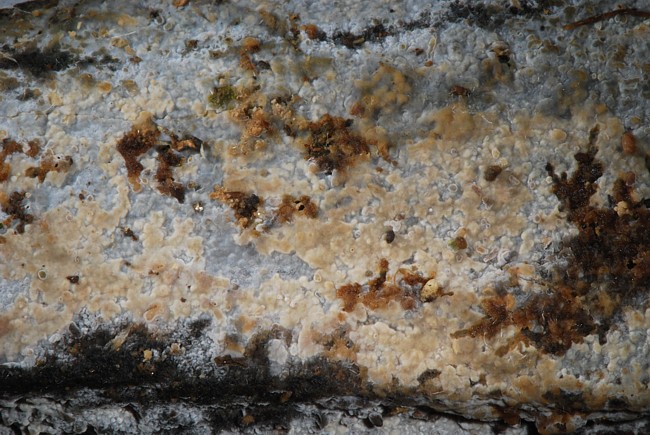 Hyphoderma roseocremeum