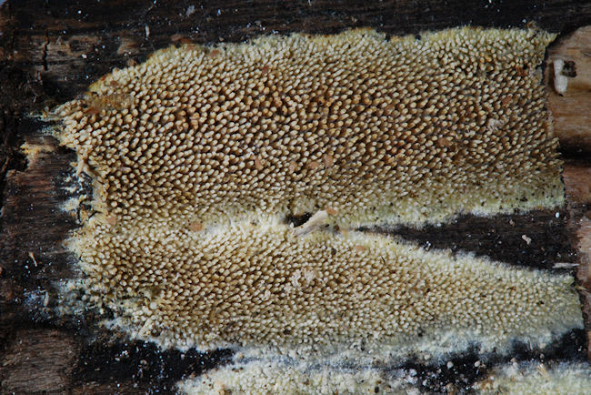 Mycoaciella bispora