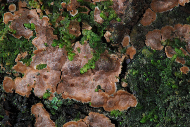 Septobasidium quercinum