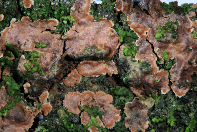 Septobasidium quercinum
