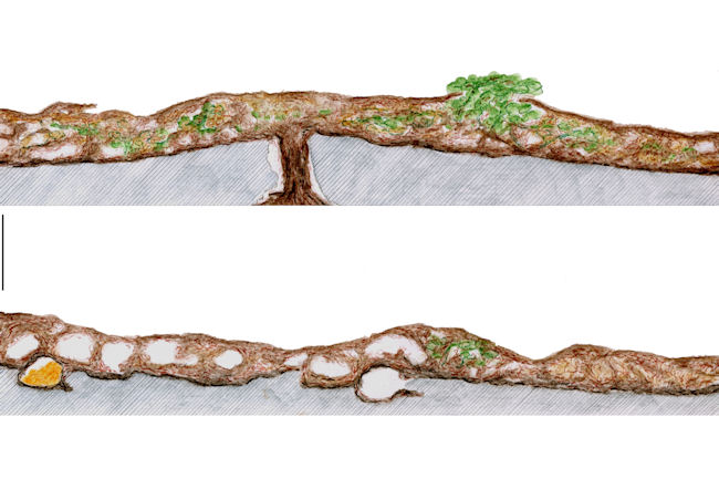 Septobasidium quercinum
