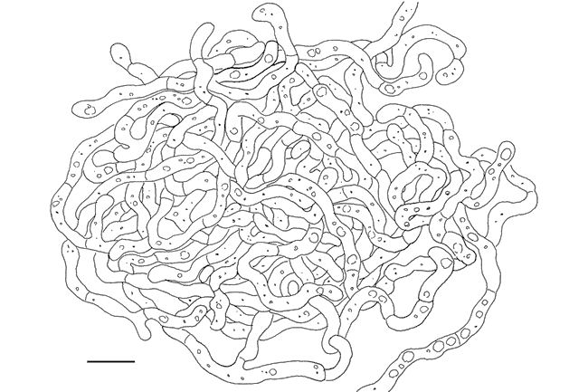 Septobasidium quercinum