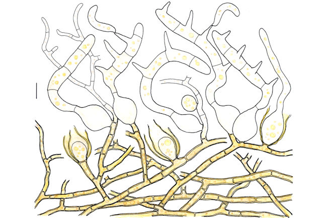 Septobasidium quercinum