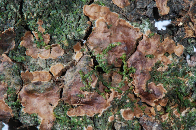 Septobasidium quercinum