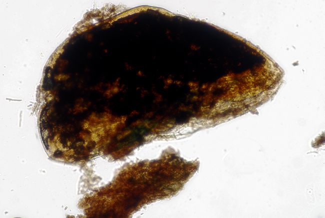 Septobasidium quercinum