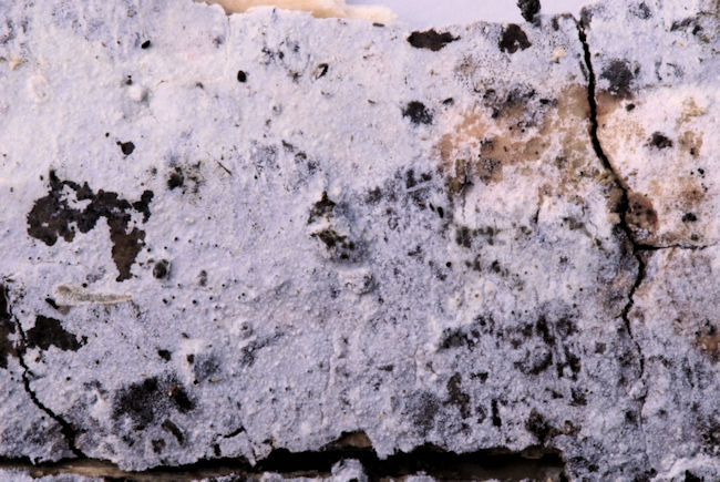 Hyphoderma setigerum