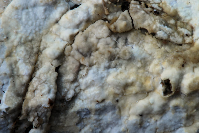 Phanerochaete livescens