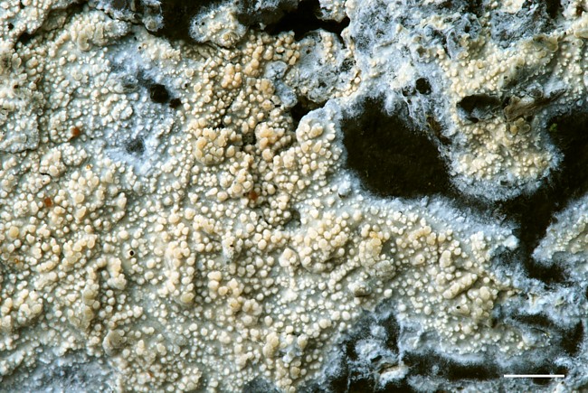 Hyphoderma transiens