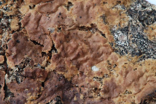 Septobasidium quercinum