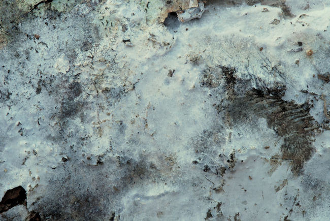 Athelia decipiens