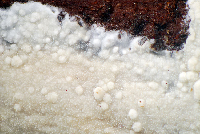 Hyphoderma setigerum
