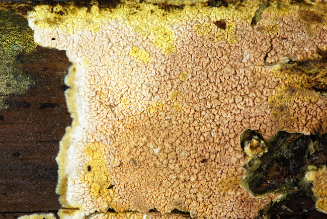 Crusts, Combs & Jells