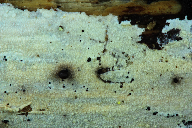 Hyphoderma setigerum