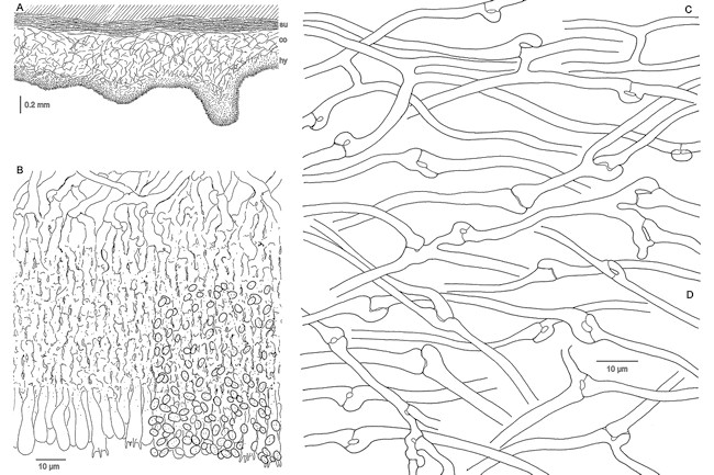 Pseudomerulius montanus