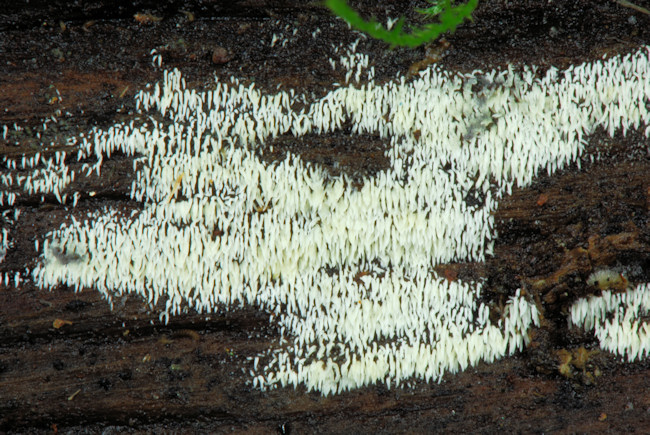 Mucronella calva