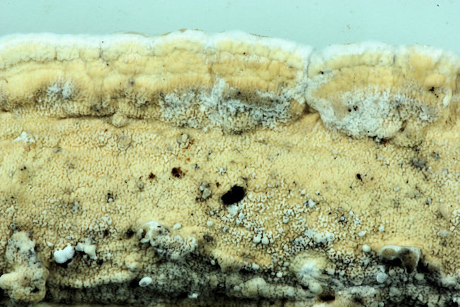 Byssomerulius corium