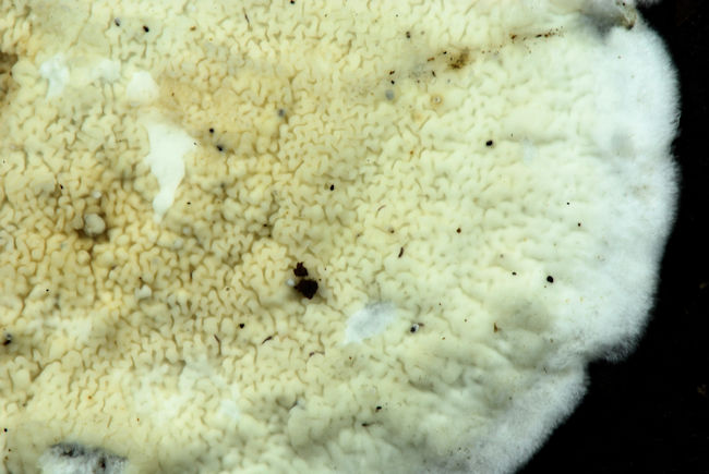 Byssomerulius corium