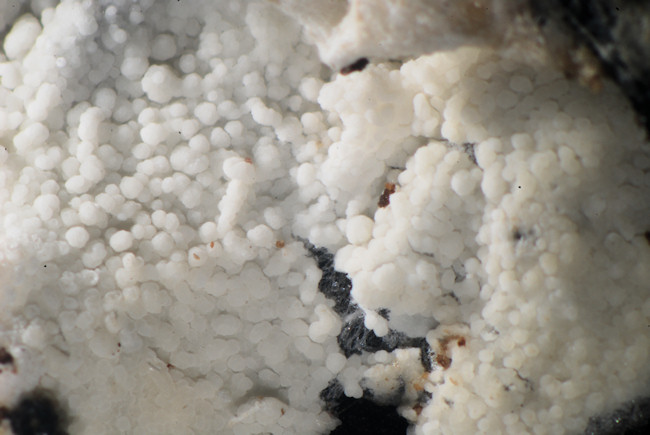 Trechispora cohaerens