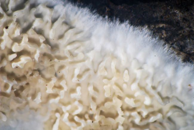 Irpex lacteus