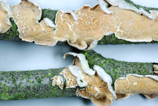 Byssomerulius corium