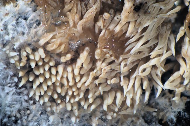Kavinia alboviridis