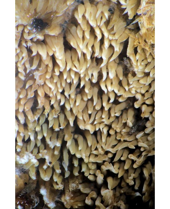 Kavinia alboviridis