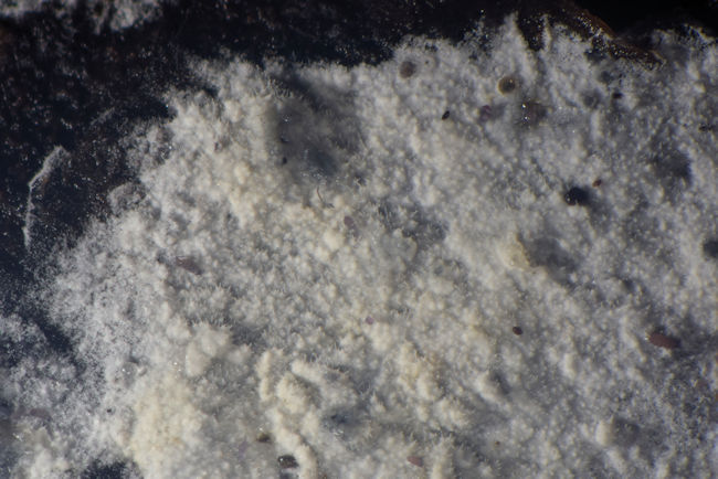 Hyphoderma setigerum